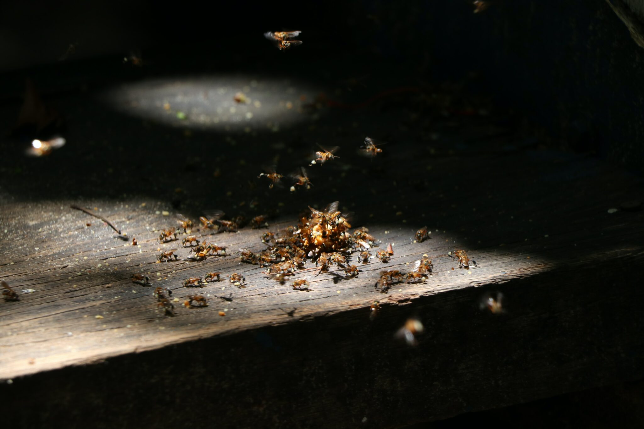 Wood Eating Insects To Watch Out For