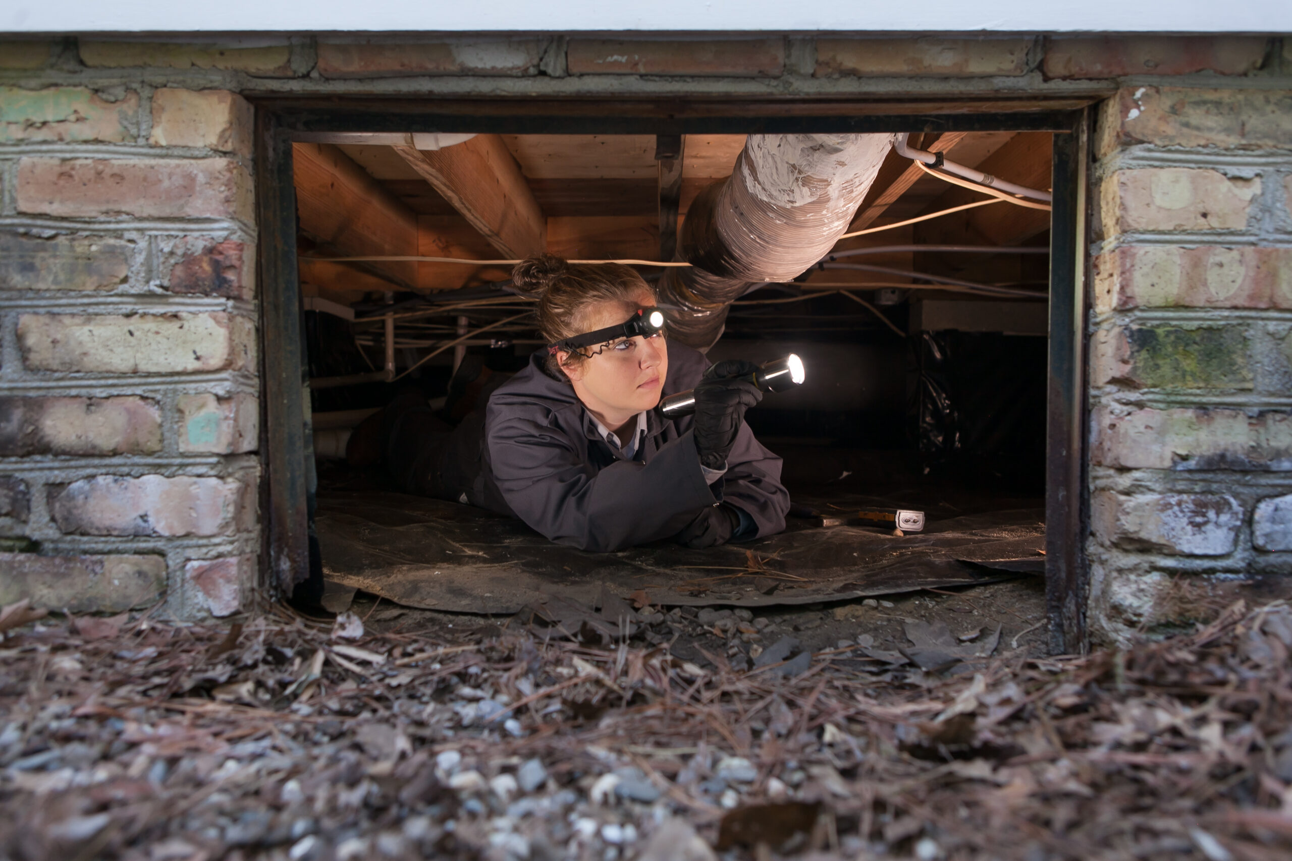 Mouse in the House? A Guide to Common Rodents Found in Homes